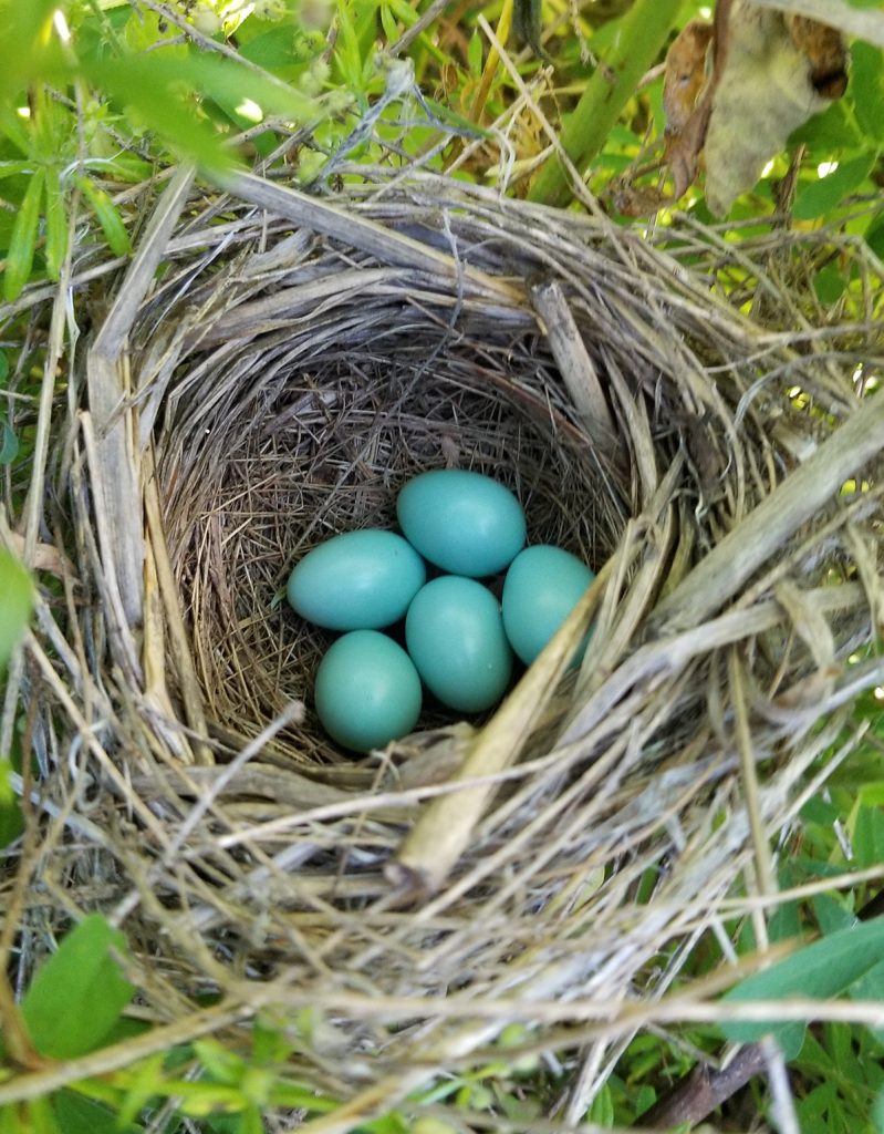 Student works to determine the impact white-tailed deer have on tree ...