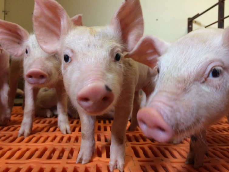 Pigs are taking over social media, with one SIU student named to the # ...