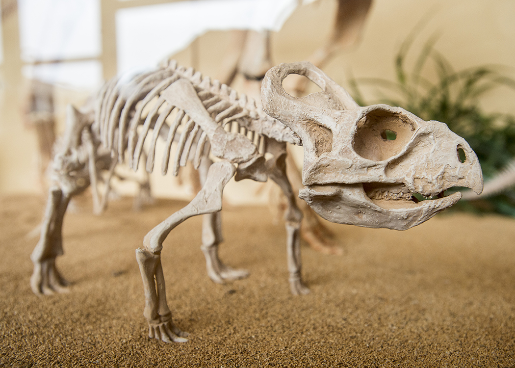 Meet Sachi, Ido and Ulla: SIU students name baby dinosaurs in geology ...